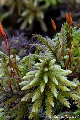 Mosses of Pennsylvania - Flora of Pennsylvania