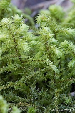 Mosses of Pennsylvania - Flora of Pennsylvania
