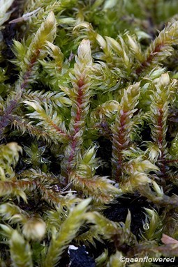 Mosses of Pennsylvania - Flora of Pennsylvania