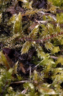 Mosses of Pennsylvania - Flora of Pennsylvania