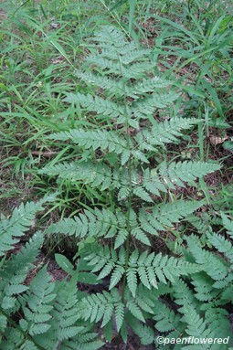 Ferns of Pennsylvania - Flora of Pennsylvania