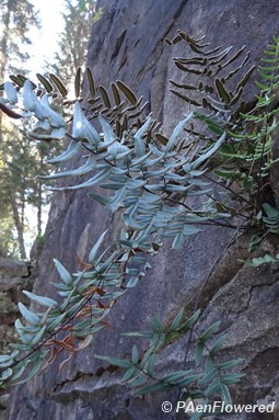 Ferns of Pennsylvania - Flora of Pennsylvania