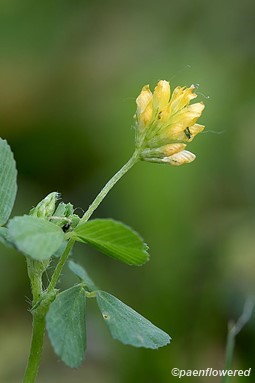 Clover - Flora of Pennsylvania