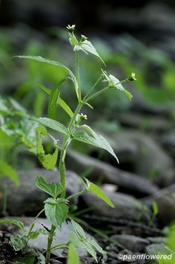 Fringed quickweed - Flora of Pennsylvania