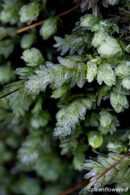 Mosses of Pennsylvania - Flora of Pennsylvania