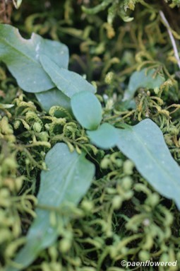 Ferns of Pennsylvania - Flora of Pennsylvania