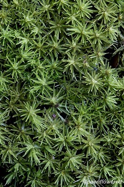 Mosses of Pennsylvania - Flora of Pennsylvania