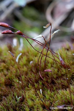 Mosses of Pennsylvania - Flora of Pennsylvania