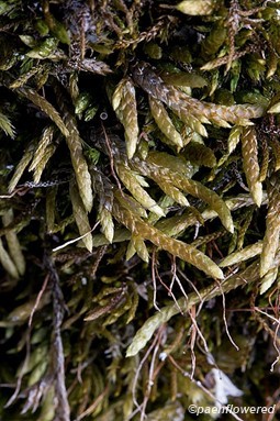 Mosses of Pennsylvania - Flora of Pennsylvania