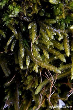 Mosses of Pennsylvania - Flora of Pennsylvania