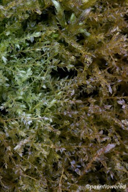 Mosses of Pennsylvania - Flora of Pennsylvania