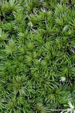 Mosses of Pennsylvania - Flora of Pennsylvania