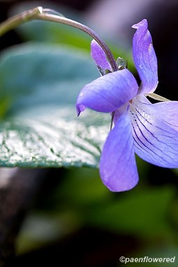 Violet - Flora of Pennsylvania