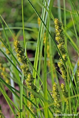 Fox Sedge - Flora of Pennsylvania