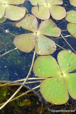 Ferns of Pennsylvania - Flora of Pennsylvania