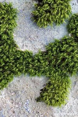Mosses of Pennsylvania - Flora of Pennsylvania