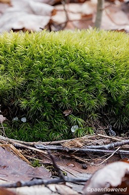 Broom moss - Flora of Pennsylvania