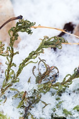 Wavy starburst - Flora of Pennsylvania