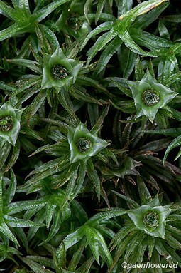 Wavy starburst - Flora of Pennsylvania