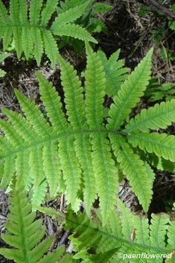 Ferns of Pennsylvania - Flora of Pennsylvania