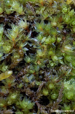 Mosses of Pennsylvania - Flora of Pennsylvania