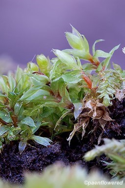 Mosses of Pennsylvania - Flora of Pennsylvania