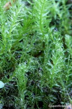 Mosses of Pennsylvania - Flora of Pennsylvania