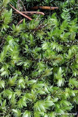 Ribbed bog moss - Flora of Pennsylvania