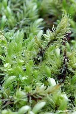 Wetland plants of Pennsylvania - Flora of Pennsylvania