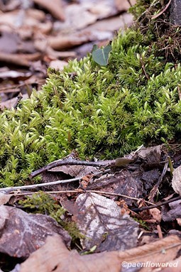 Ribbed bog moss - Flora of Pennsylvania