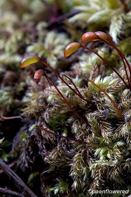 Mosses of Pennsylvania - Flora of Pennsylvania