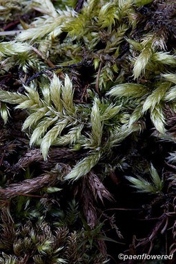 Mosses of Pennsylvania - Flora of Pennsylvania