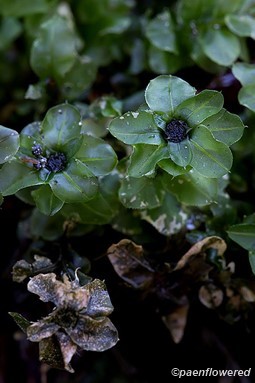 Mosses of Pennsylvania - Flora of Pennsylvania