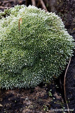 Mosses of Pennsylvania - Flora of Pennsylvania