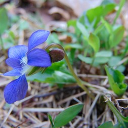 Violet - Flora of Pennsylvania
