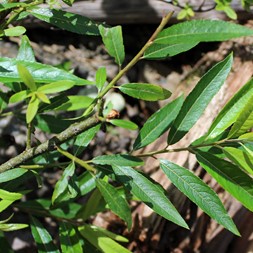 Willow - Flora of Pennsylvania