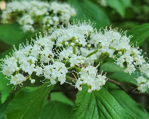 PAEnflowered - Flora of Pennsylvania