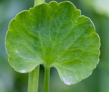 PAEnflowered - Flora of Pennsylvania