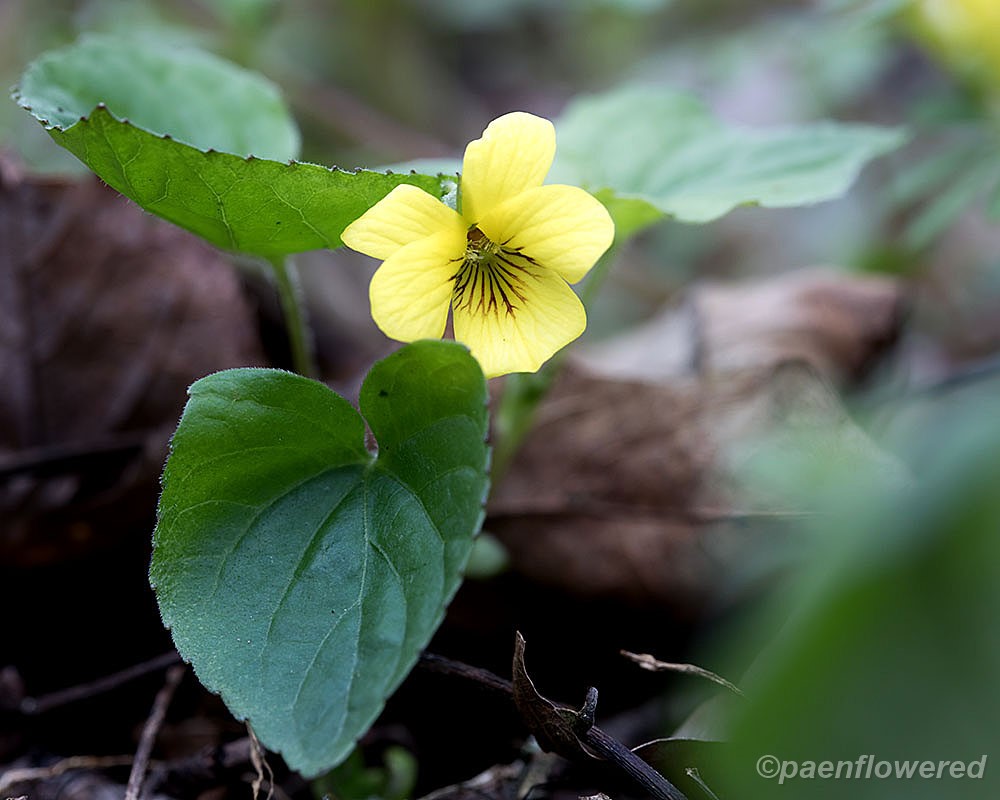 Native Wildflowers Blooming in PA - Flora of Pennsylvania