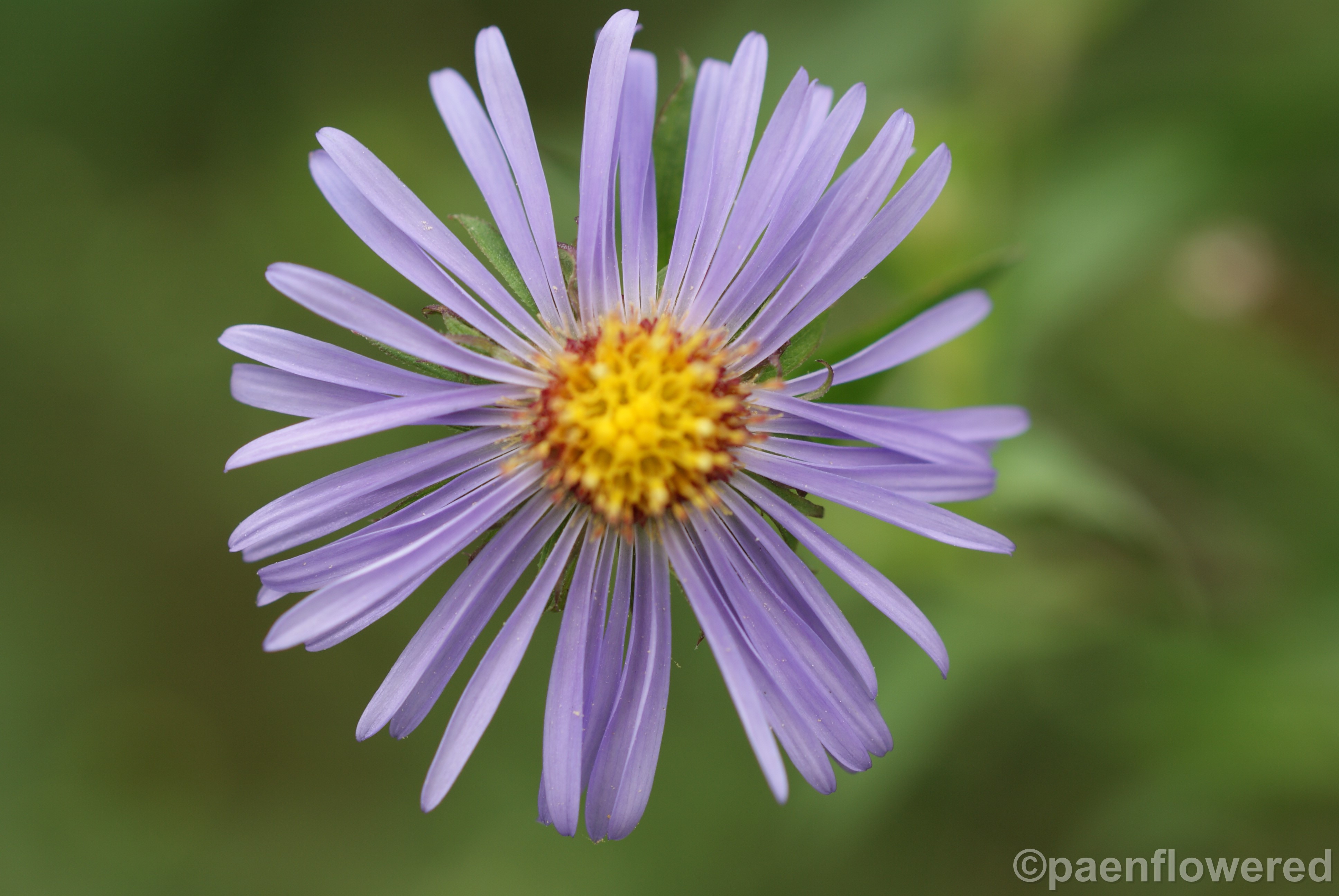 Flower Blooms - Flora of Pennsylvania
