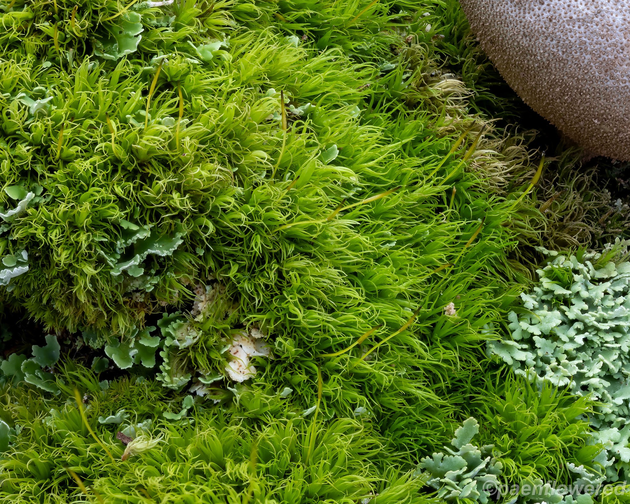 Crispy broom moss - Flora of Pennsylvania