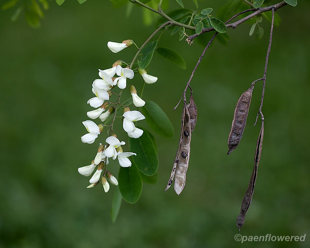 Black Locust - Flora of Pennsylvania