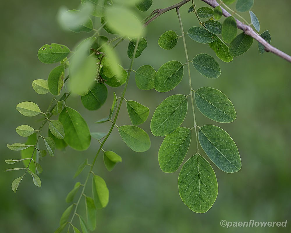 Black Locust - Flora of Pennsylvania