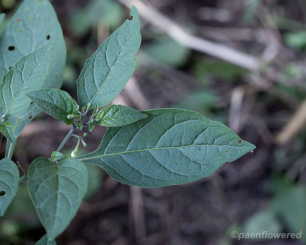 Eastern Black Nightshade - Flora of Pennsylvania