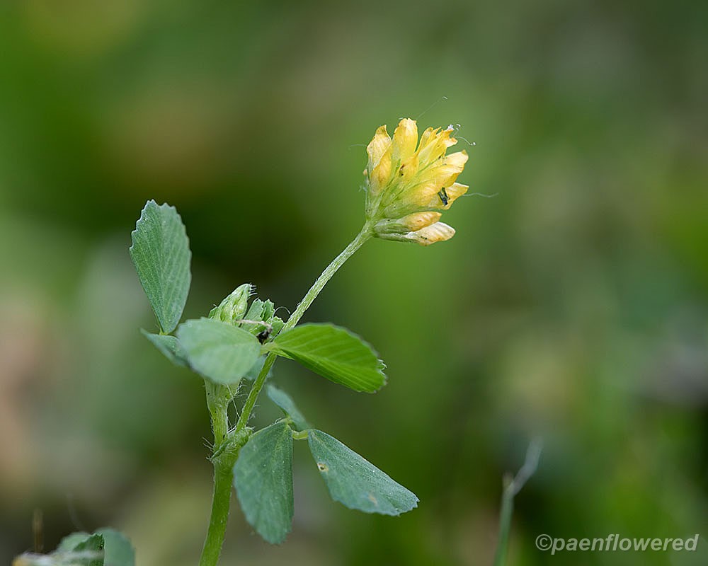Clover - Flora of Pennsylvania
