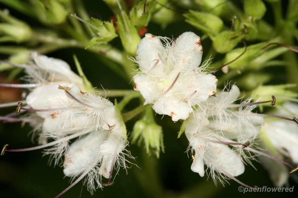 Native Wildflowers Blooming in PA - Flora of Pennsylvania