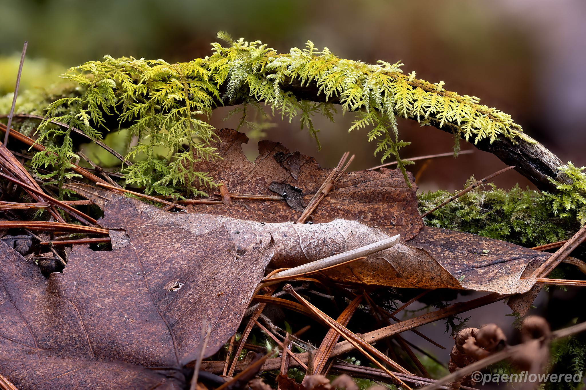 Plant sightings - Flora of Pennsylvania
