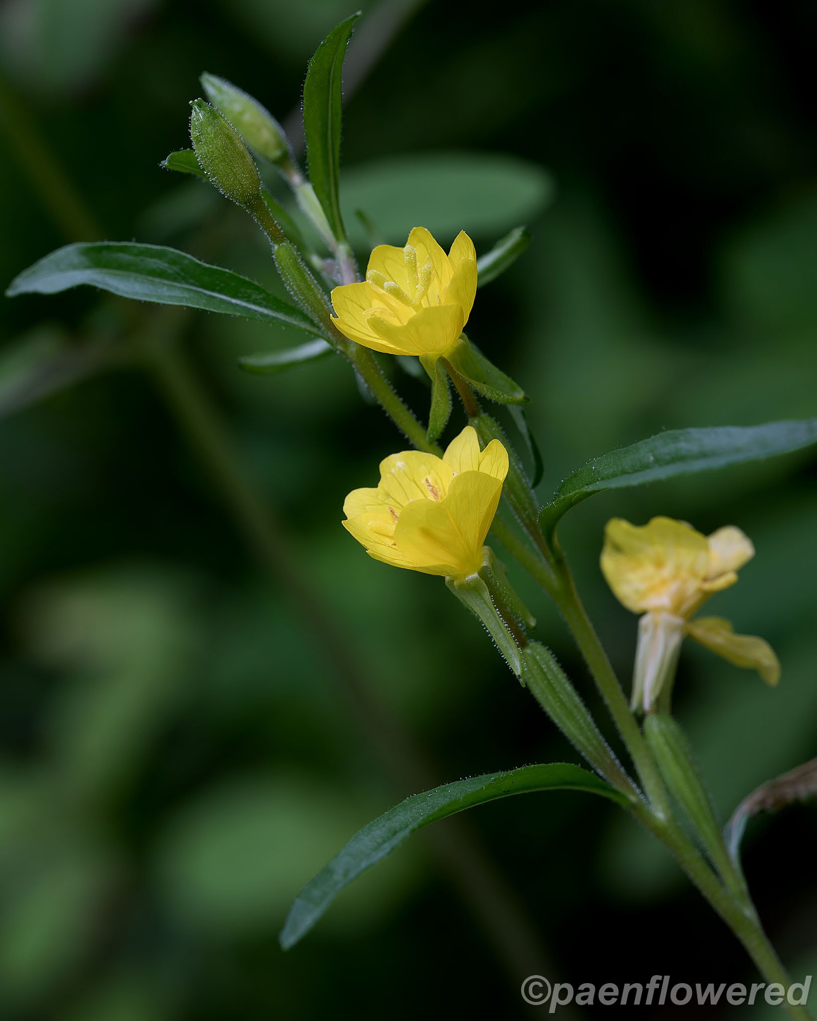 Native Wildflowers Blooming in PA - Flora of Pennsylvania