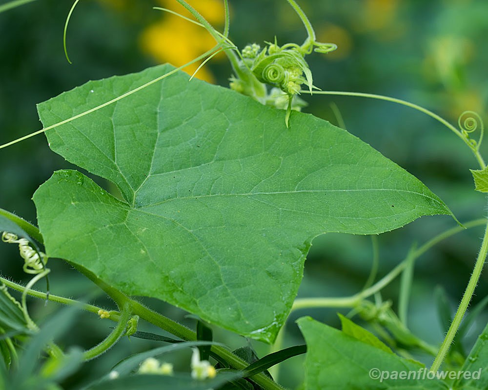 Bur-cucumber - Flora of Pennsylvania