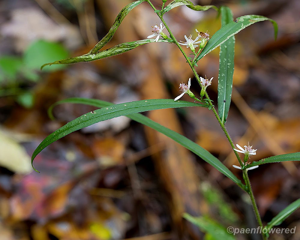 Native Wildflowers Blooming in PA - Flora of Pennsylvania